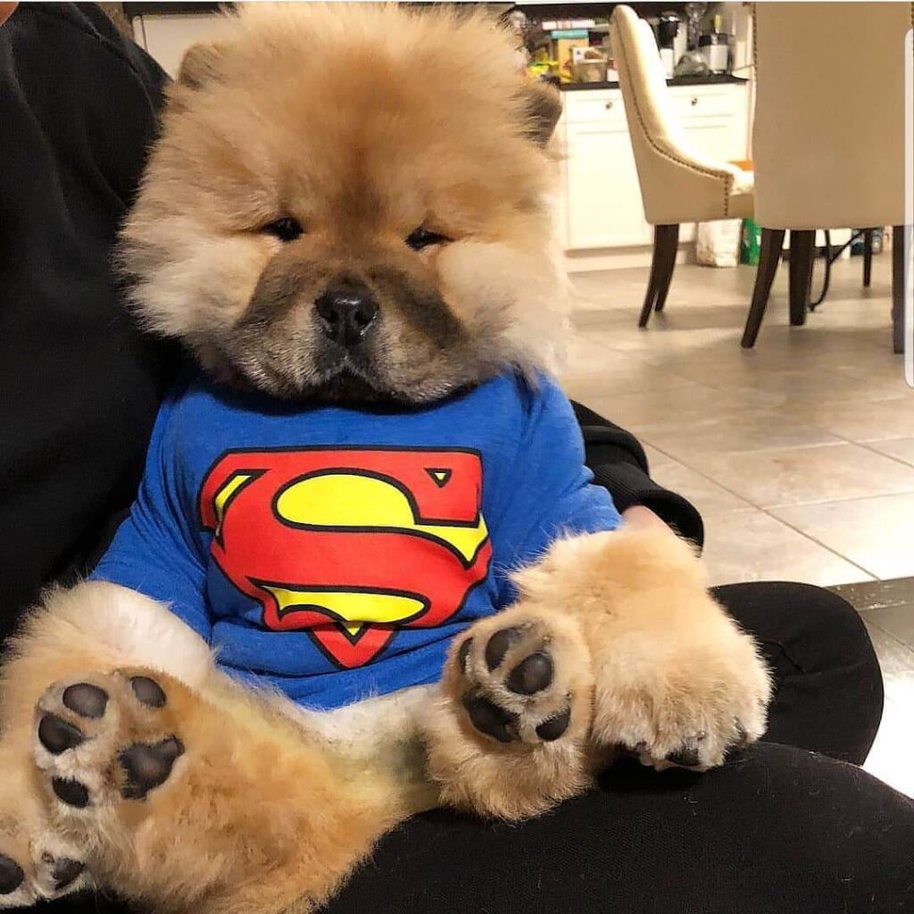 Unveiling The 24 Beloved Pugs Of Famous Celebrities