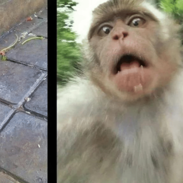 20 funny animal memes You Need To enjoy