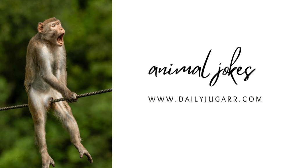 Funny Animal Jokes That Will Make You Laugh Wildly