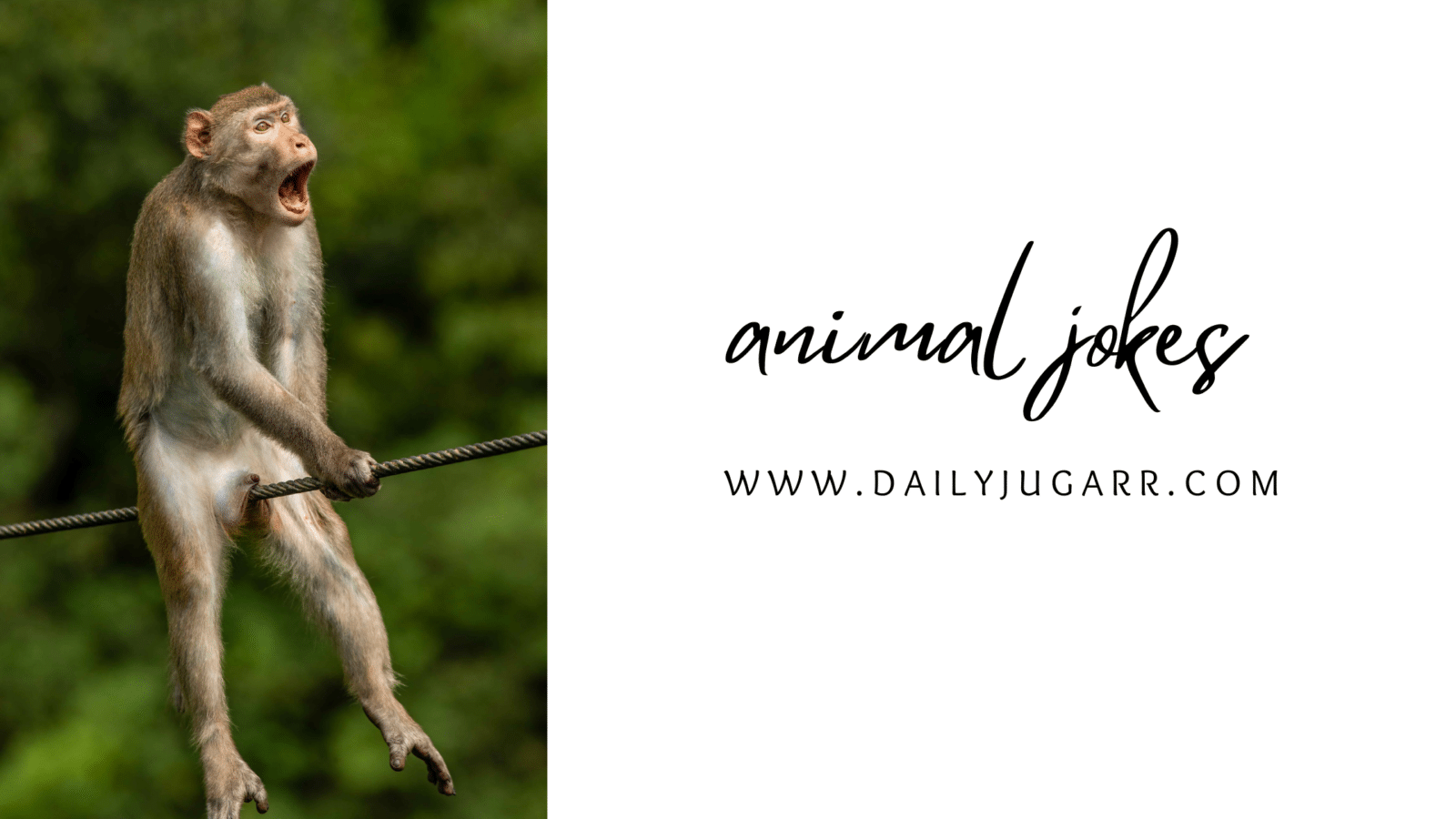 Funny Animal Jokes That Will Make You Laugh Wildly