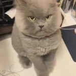 27 Most Viral Angry Cat images on internet
