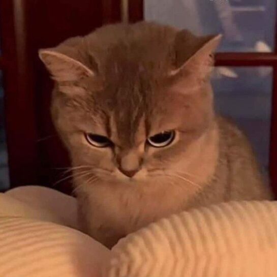27 Most Viral Angry Cat images on internet
