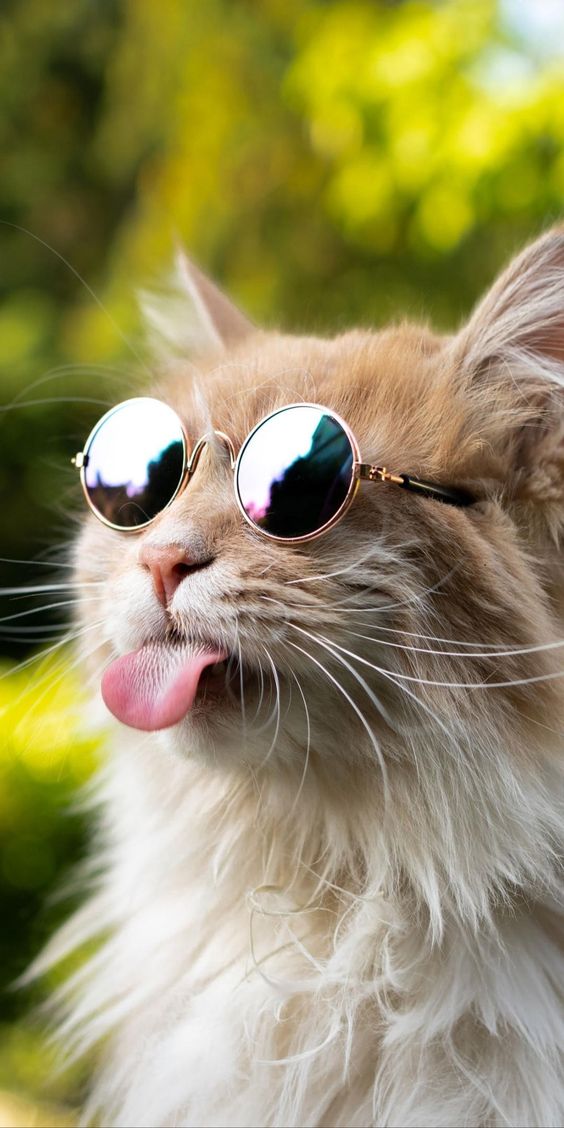 Beautiful and Adorable Cat Wallpapers for Your Phone