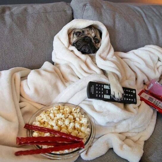 "Pawsitively Hysterical: A Journey into the World of Funny Puppies"