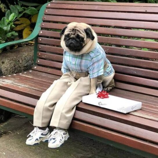 "Pawsitively Hysterical: A Journey into the World of Funny Puppies"