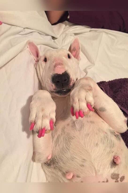 "Pawsitively Hysterical: A Journey into the World of Funny Puppies"