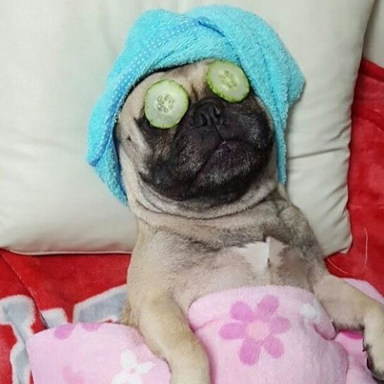 "Pawsitively Hysterical: A Journey into the World of Funny Puppies"