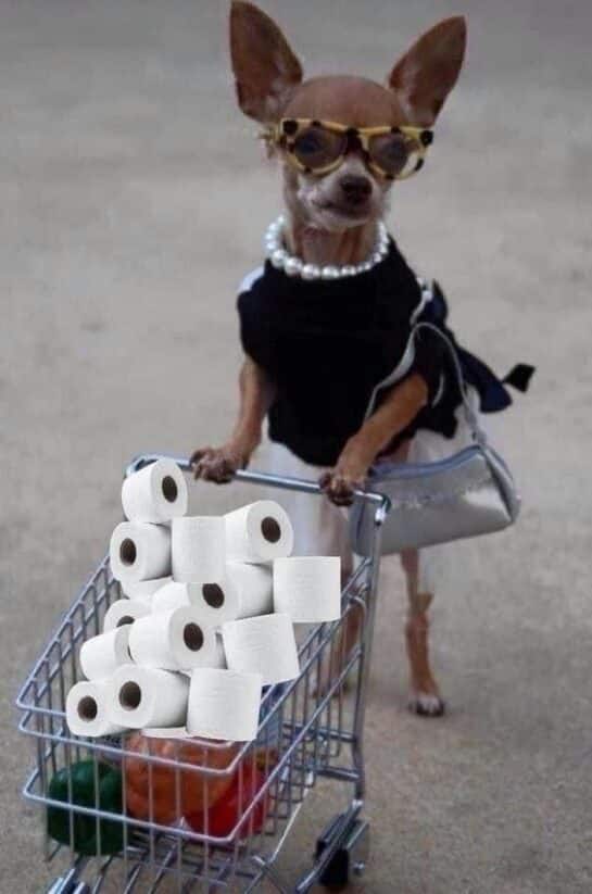 "Pawsitively Hysterical: A Journey into the World of Funny Puppies"