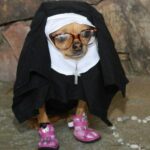 "Pawsitively Hysterical: A Journey into the World of Funny Puppies"