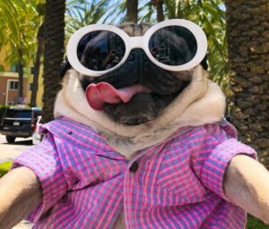 "Pawsitively Hysterical: A Journey into the World of Funny Puppies"