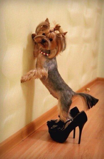 "Pawsitively Hysterical: A Journey into the World of Funny Puppies"