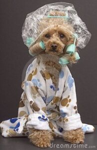 "Pawsitively Hysterical: A Journey into the World of Funny Puppies"