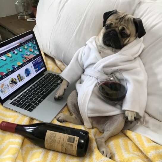 "Pawsitively Hysterical: A Journey into the World of Funny Puppies"