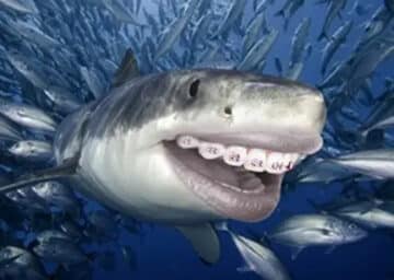 Animals With Braces That Will Make You Smile