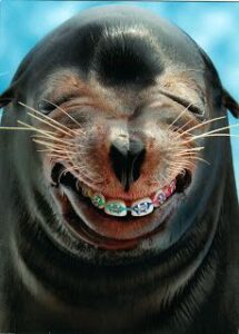 Animals With Braces That Will Make You Smile