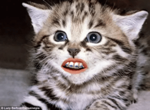 Animals With Braces That Will Make You Smile