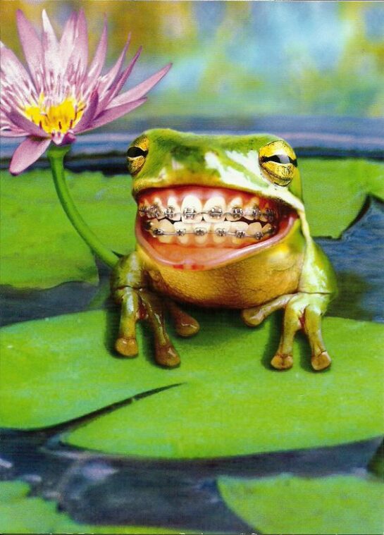 Animals With Braces That Will Make You Smile