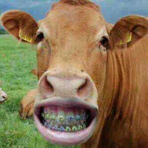 Animals With Braces That Will Make You Smile