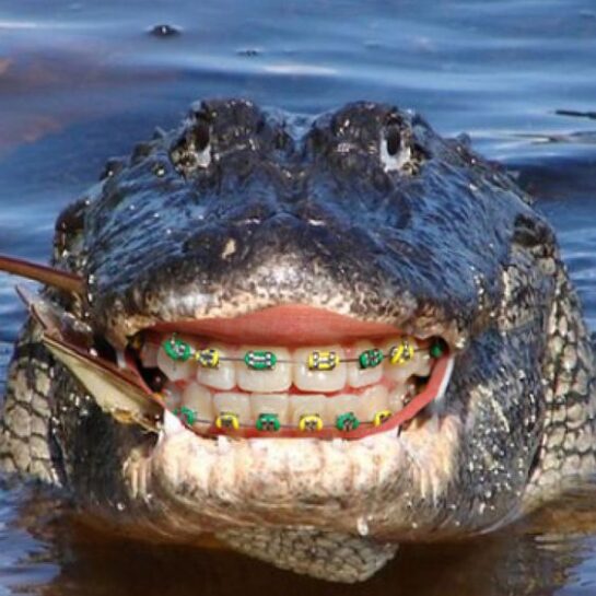 Animals With Braces That Will Make You Smile