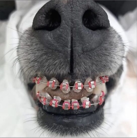 Animals With Braces That Will Make You Smile