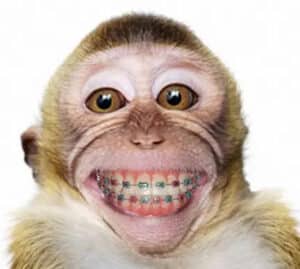 Animals With Braces That Will Make You Smile