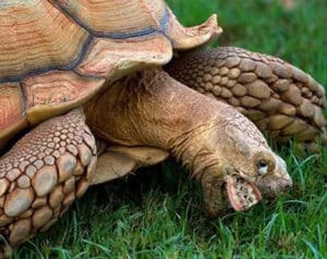 Animals With Braces That Will Make You Smile