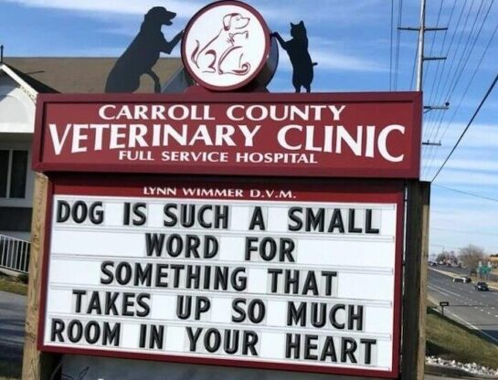 How to Make Visiting the Vet More Enjoyable