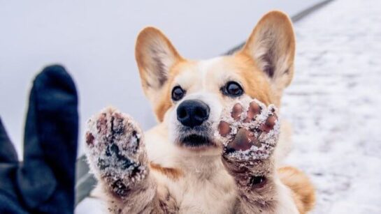 How to Get the Most Out of Your Dog's Life