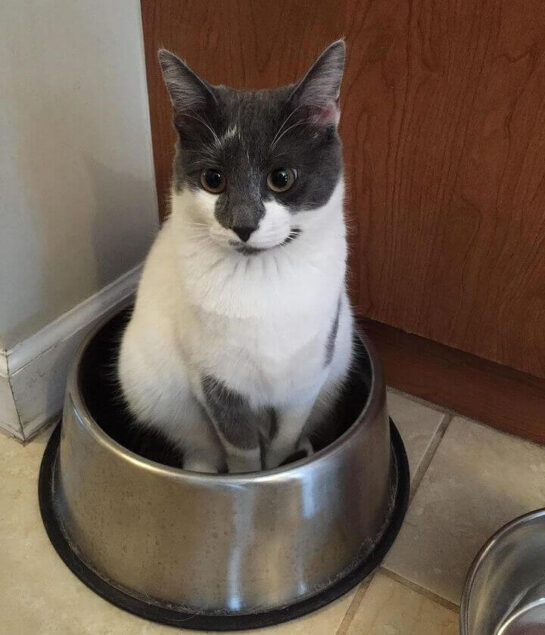 How to Train a Cat: The Ultimate Cat Training Guide