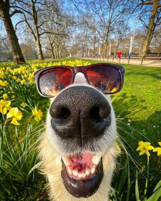 Dogs are the Cutest Fun Loving Species Find Why