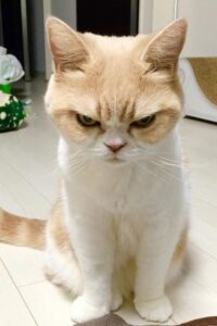 Funny and Adorable Grumpy Cat Faces to Make You Laugh