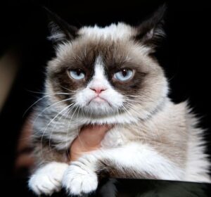 Funny and Adorable Grumpy Cat Faces to Make You Laugh
