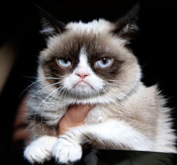 Funny and Adorable Grumpy Cat Faces to Make You Laugh