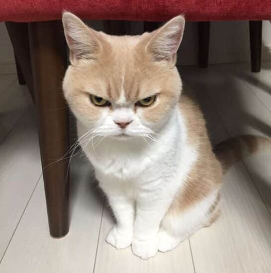 Funny and Adorable Grumpy Cat Faces to Make You Laugh
