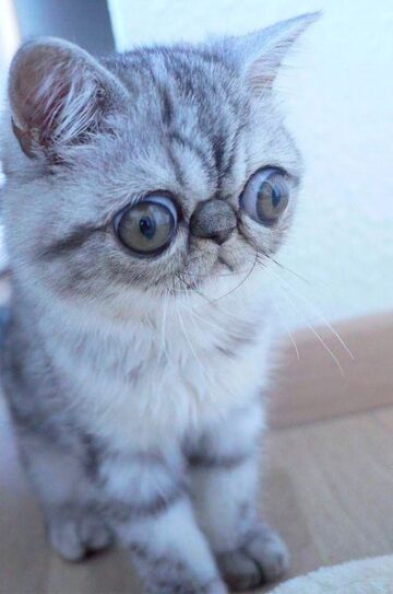 Funny and Adorable Grumpy Cat Faces to Make You Laugh