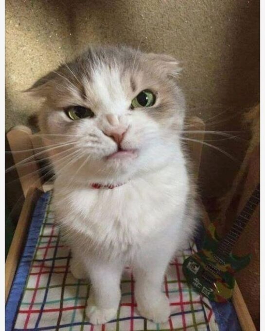 Funny and Adorable Grumpy Cat Faces to Make You Laugh