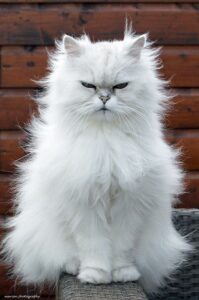 Funny and Adorable Grumpy Cat Faces to Make You Laugh