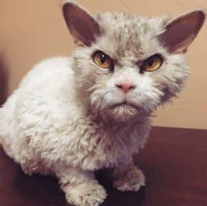 Funny and Adorable Grumpy Cat Faces to Make You Laugh