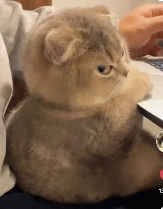 Funny and Adorable Grumpy Cat Faces to Make You Laugh