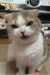 Funny and Adorable Grumpy Cat Faces to Make You Laugh