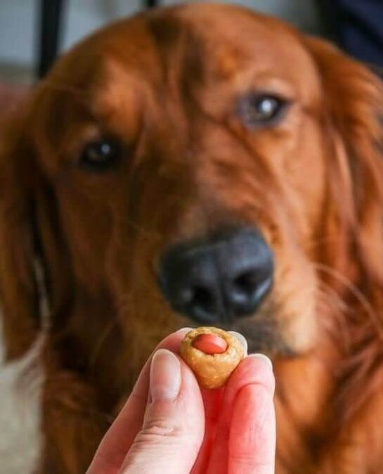 How to Get the Most Out of Your Dog's Life