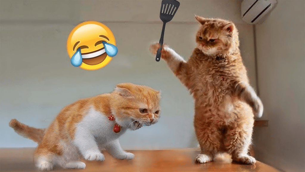 How Funny Cat Pictures Boost Your Mood