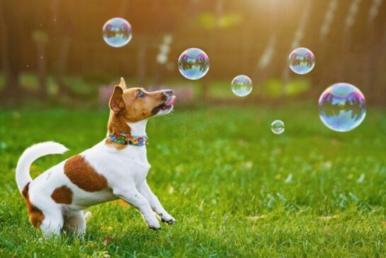 How to Get the Most Out of Your Dog's Life