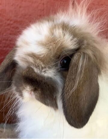 How To Identify The Most Common Pets In The US