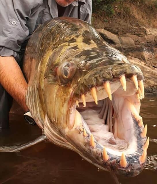 How to Uncover the Surprising Reality of Shockingly Massive Animals