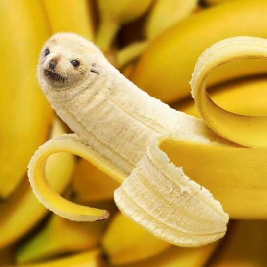 See the Most Creative and Hilarious Banana Art You'll Ever See