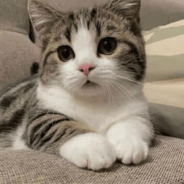 How to Train a Cat: The Ultimate Cat Training Guide