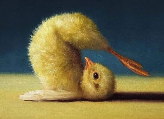 These Chickens Are More Flexible Than You!