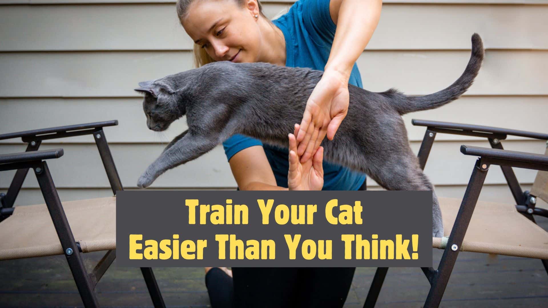 How to Train a Cat: The Ultimate Cat Training Guide