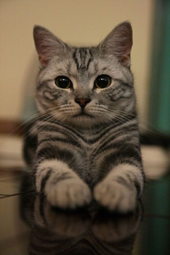 How To Identify The Most Common Pets In The US